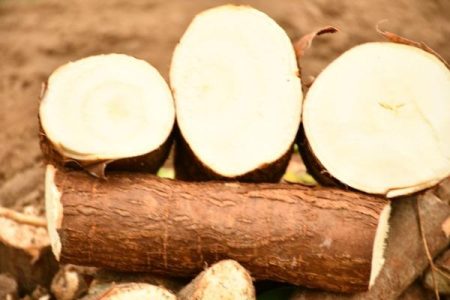 Should GM cassava variety hit market? Kenyans to have say - Breaking ...